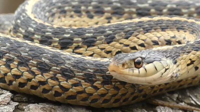 Top 10 Non-Venomous Snakes In The World 2024 - From Scales to Tales