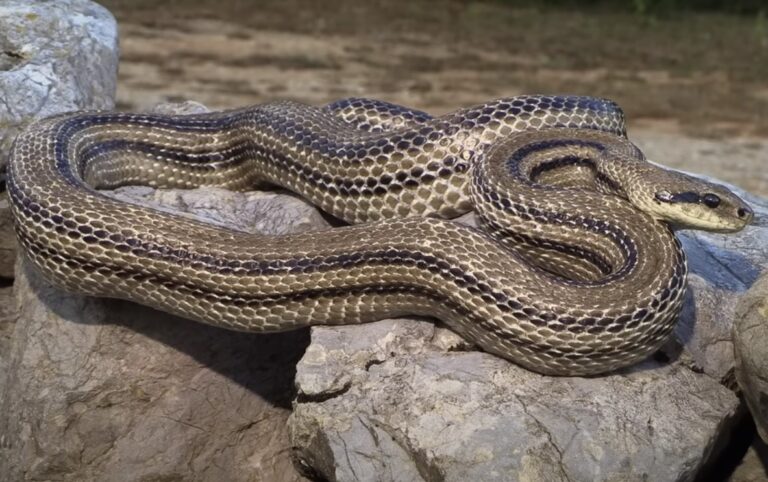 Top 10 Non-Venomous Snakes In The World 2024 - From Scales to Tales