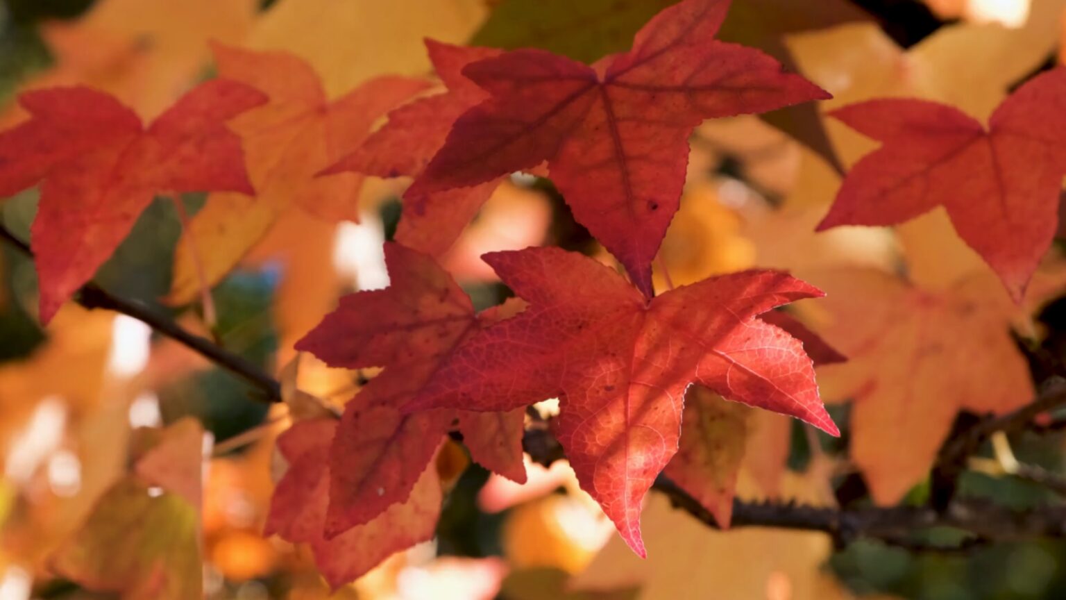 What Is the Nickname of Canada? Layers of Identity