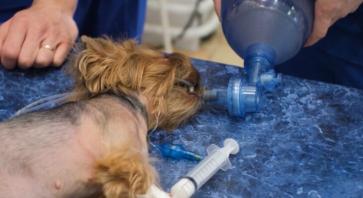 How to Give Dog CPR: A Step-by-Step Guide to Saving Lives - Southwest ...