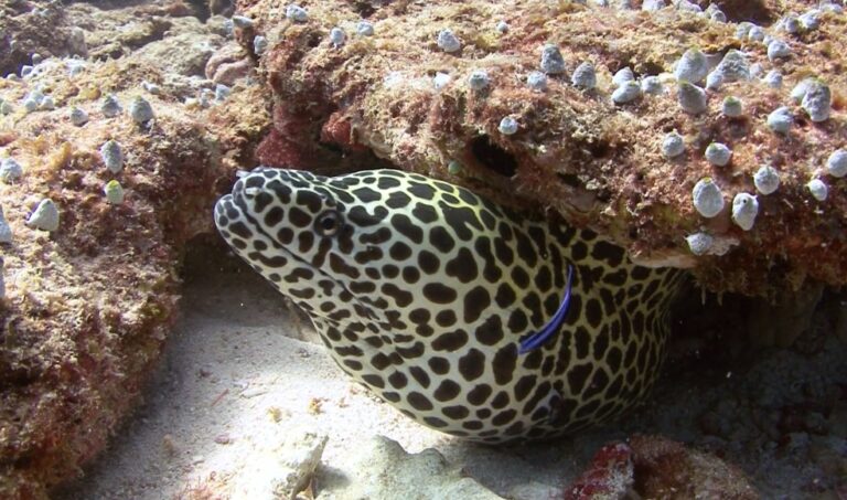 15 Most Dangerous Fish in the World: Aquatic Assassins - Southwest Journal
