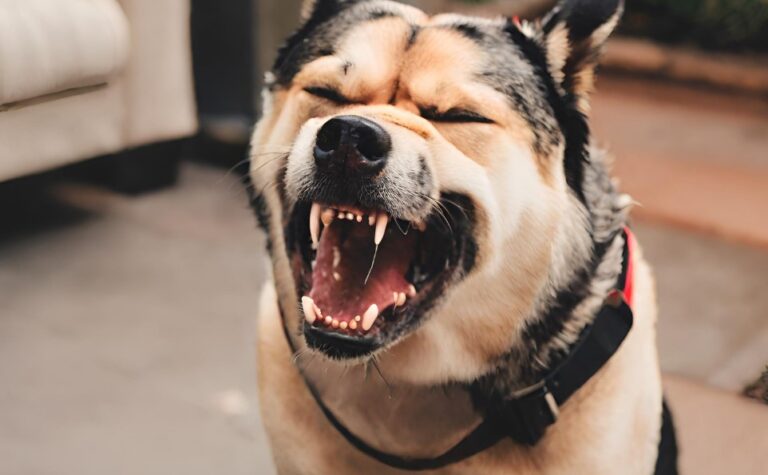 11 Most Dangerous Viruses in the World 2024: Life With Deadly Pathogens ...