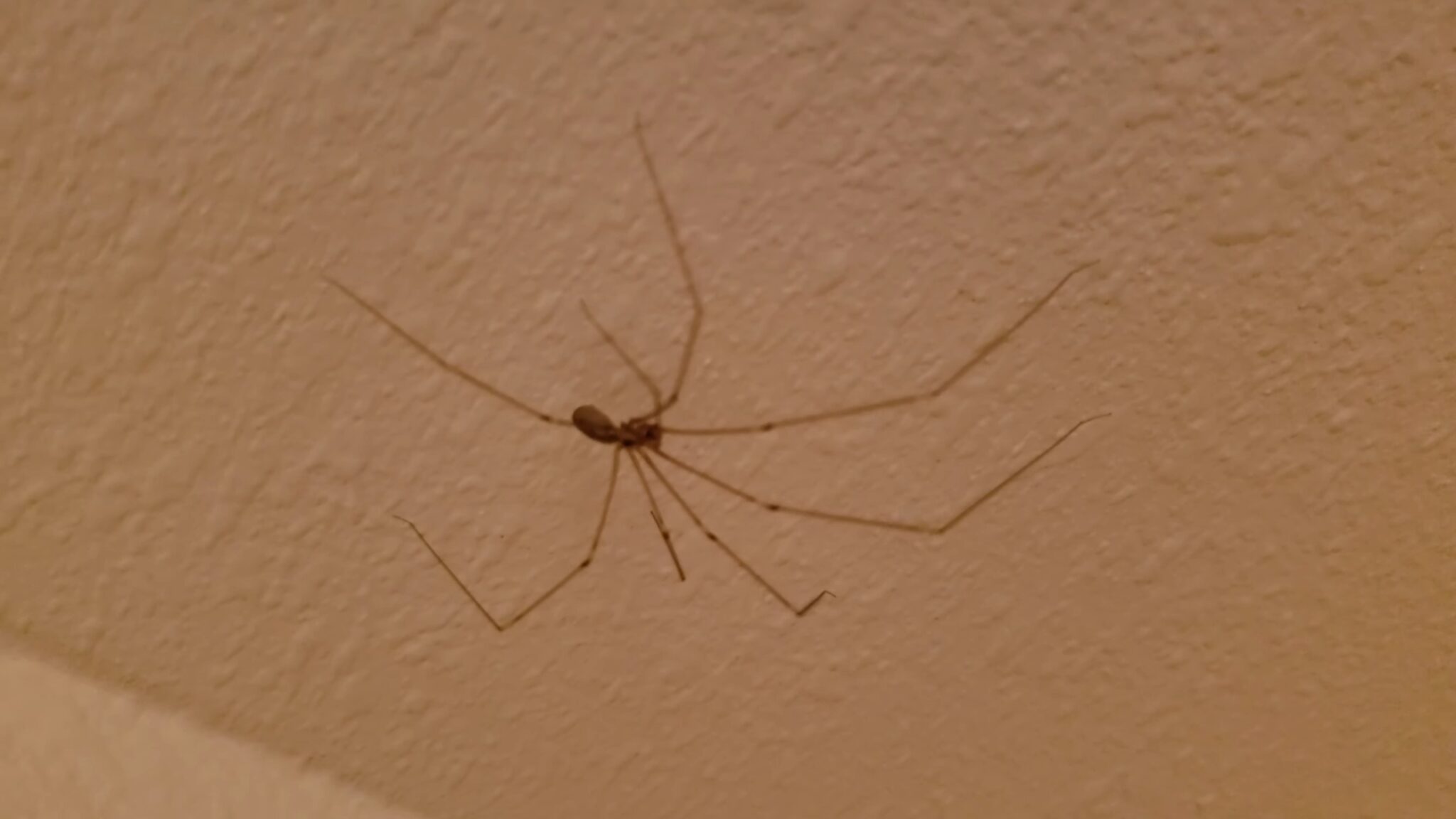 Common Spiders in California: Species Overview and Identification ...