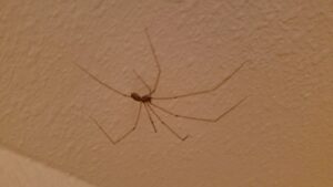 Common Spiders in California: Species Overview and Identification ...