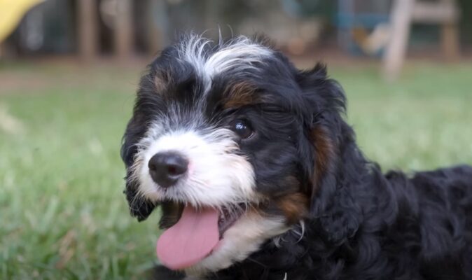 Pros and Cons of Cavapoo Puppies Breed: An Unbiased Guide - Southwest ...