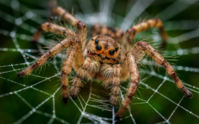 Common Spiders in California: Species Overview and Identification ...