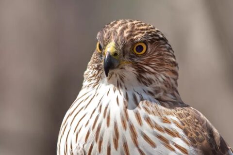 Types of Hawks in the United States: A Guide to North American Raptors