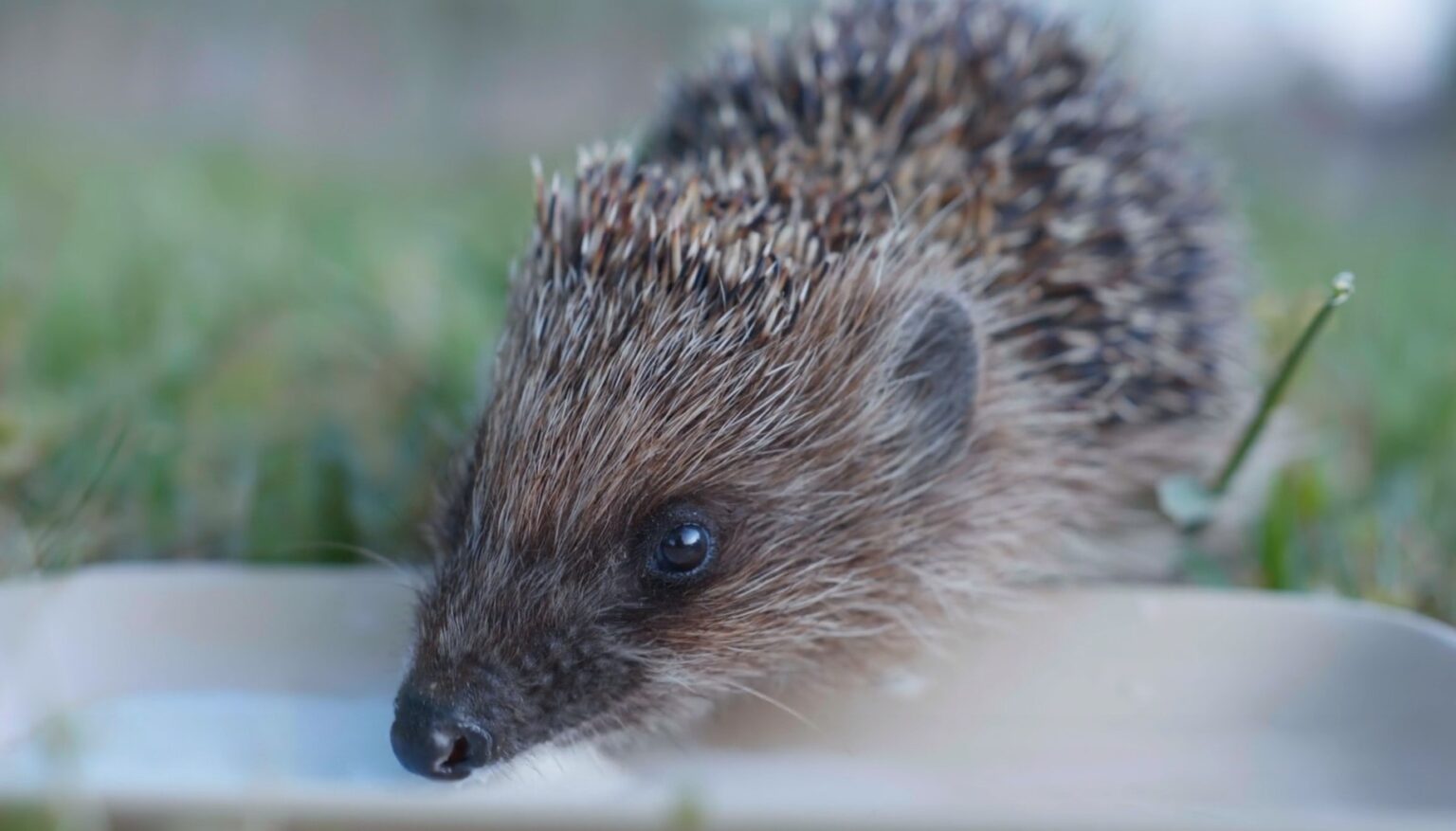 13 Exotic Animals You Can Own in New York 2024: Transform Your Home ...